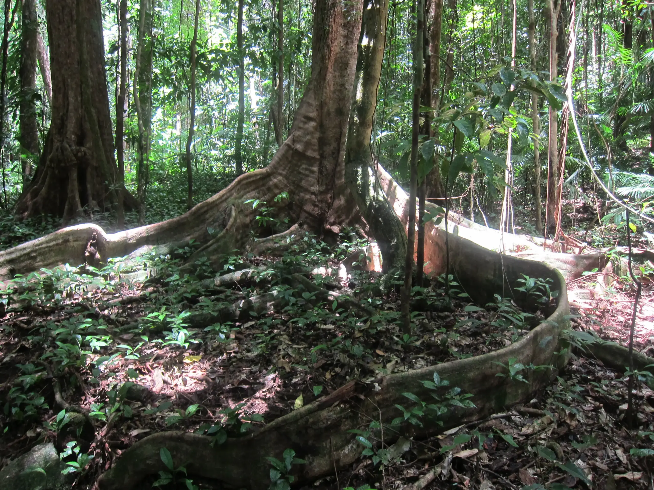 Daintree Rainforest – Mark's Adventure Hub